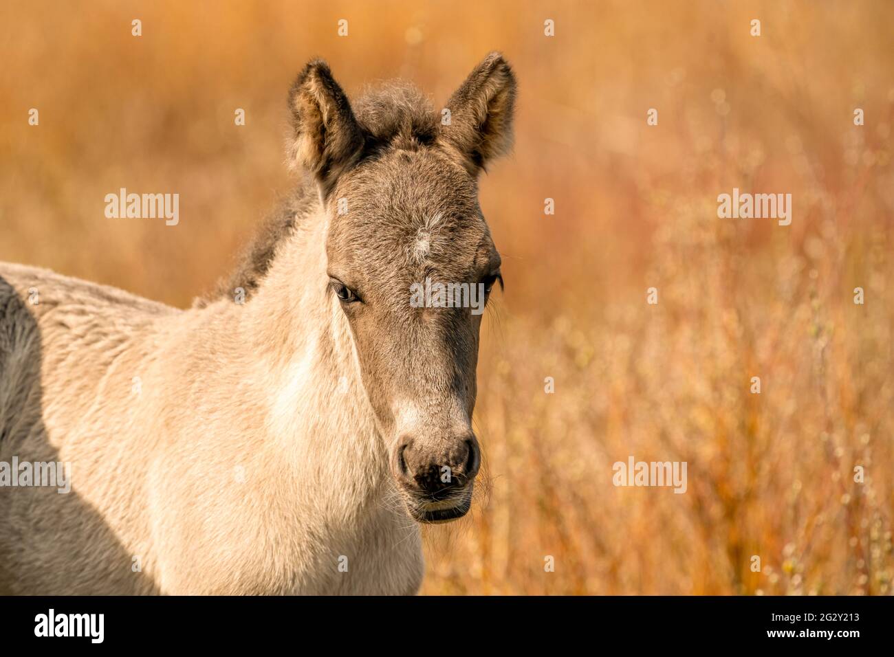 Head of a konik horse foal. The cute young animal looks straight into ...