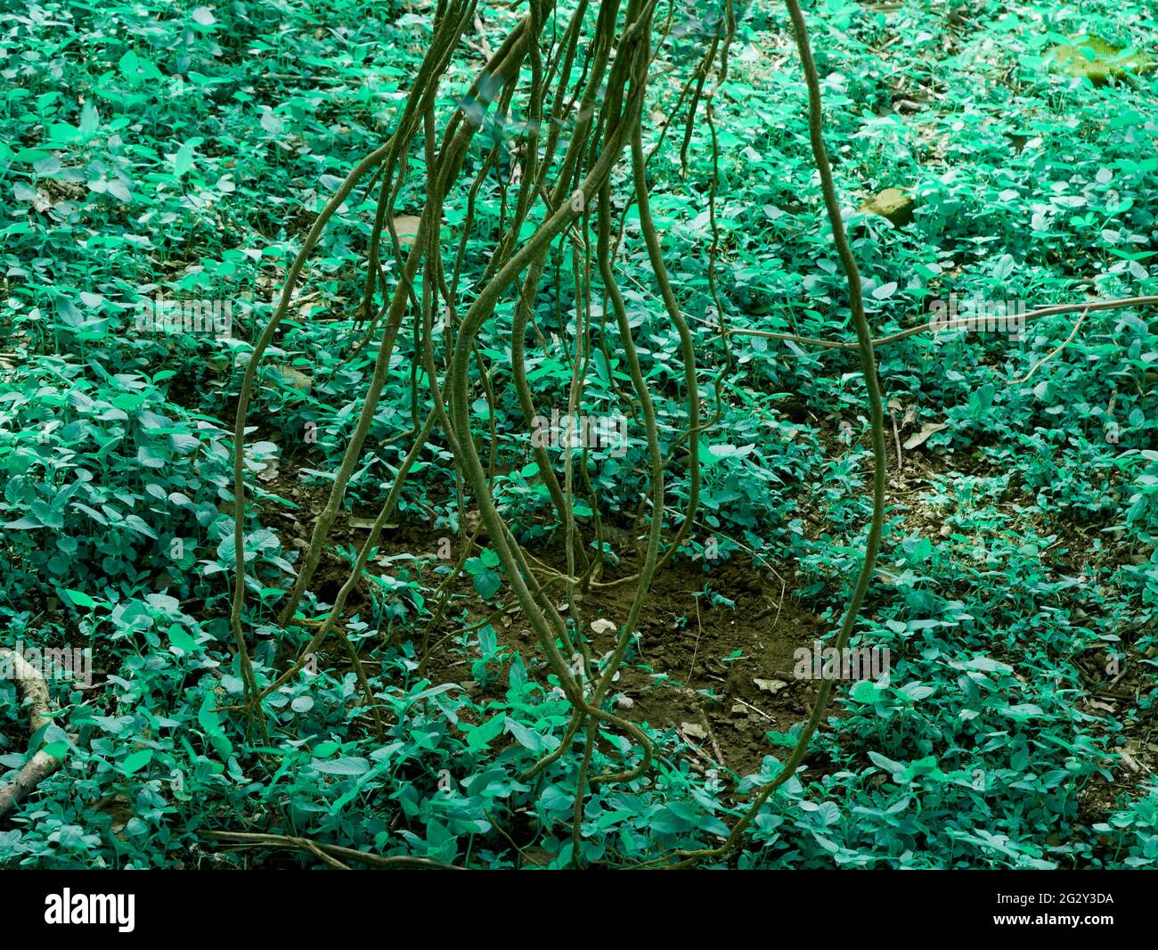 Tree roots falling down around forest area with grass field Stock Photo ...
