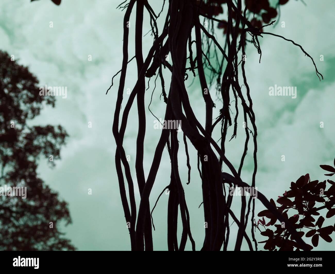 Tree roots wood falling down around forest area with sky turquoise ...