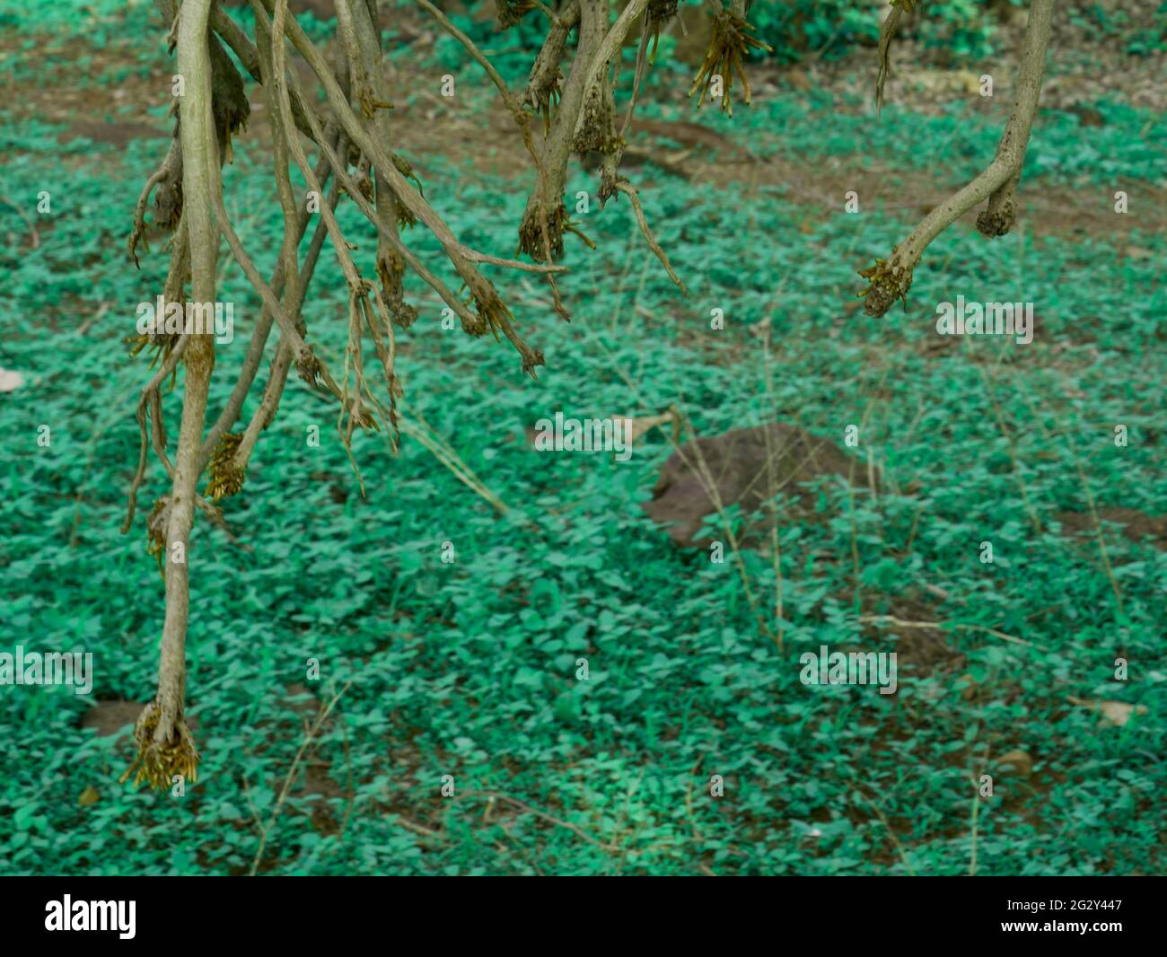 Tree roots falling down around forest area with grass field Stock Photo ...