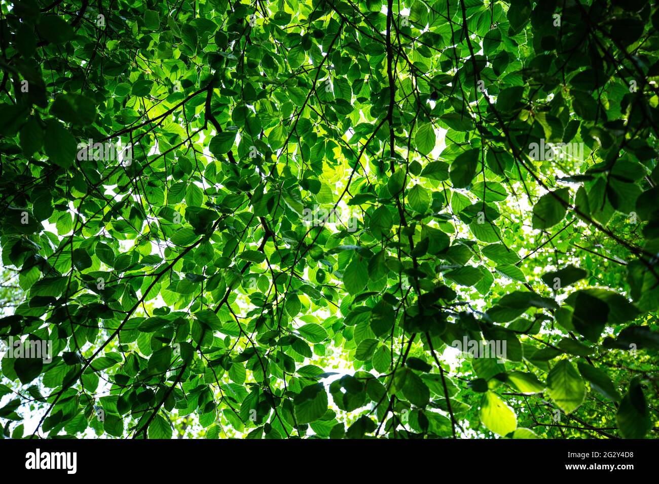 Canopy of leaves in the forest Stock Photo - Alamy