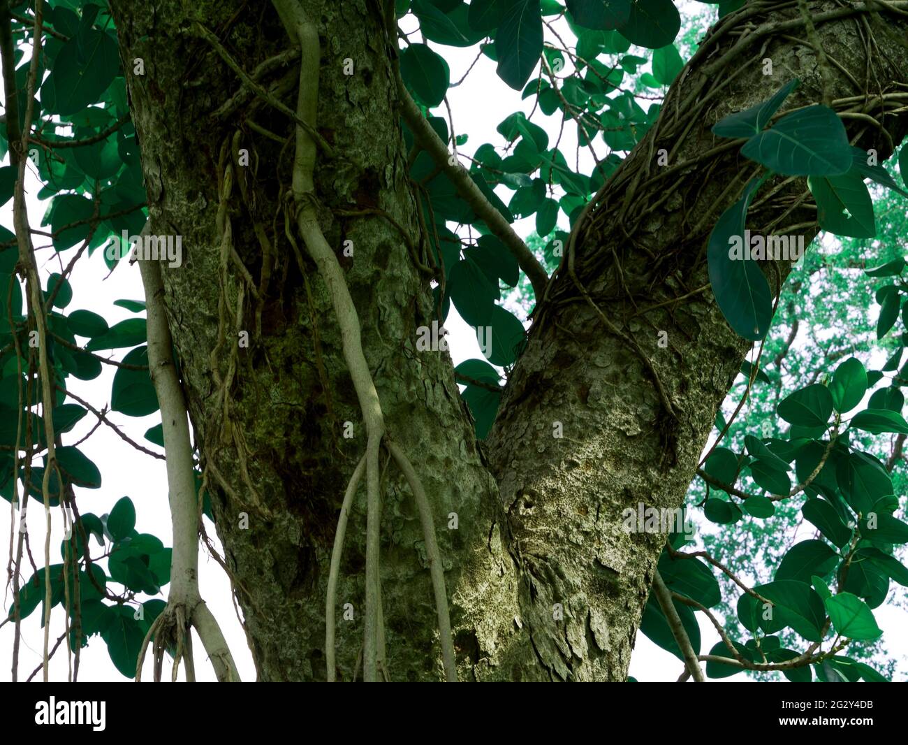 Tree with roots and branches with nature green leaves on frame Stock ...