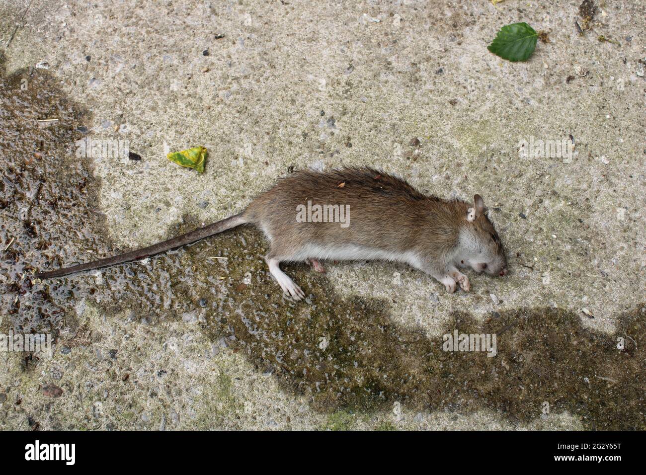 Dead mouse lying on concrete, pest exterminator concept Stock Photo - Alamy