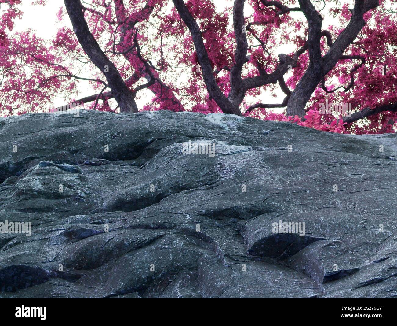 Dark color stone with growing pink leaves multiple branches tree behind ...
