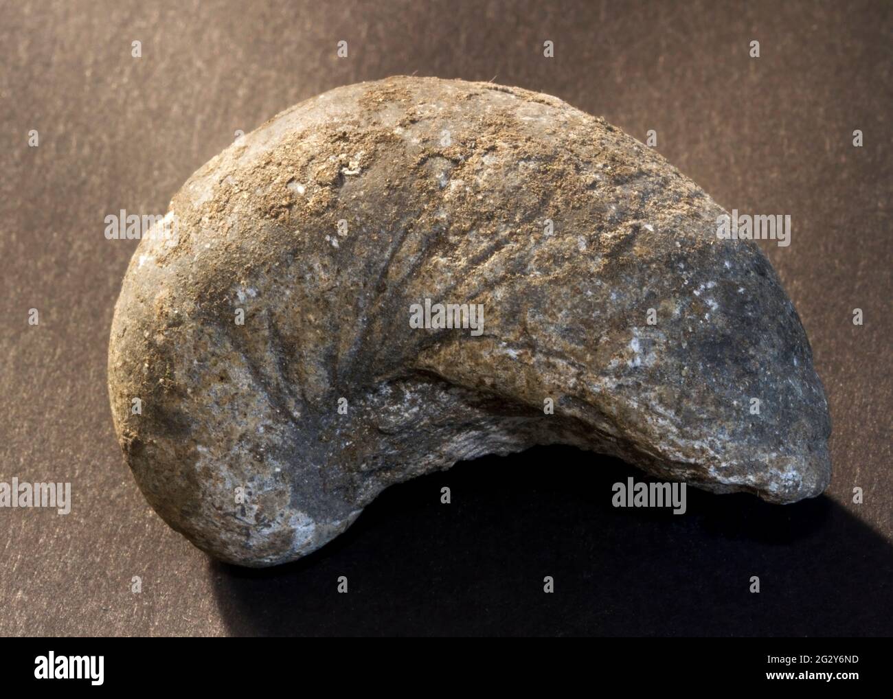 Gryphaea is a bi-valve and commonly called 'Devil's Toenail'. They are ...