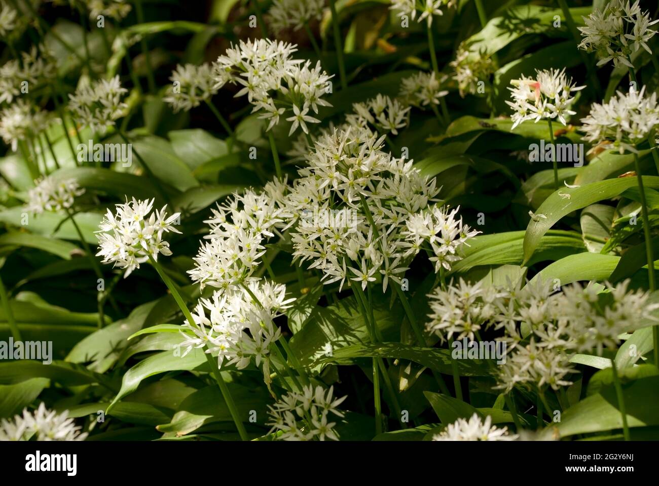 The white flowers of Ransom or Wild Garlic cover the floors of British ...