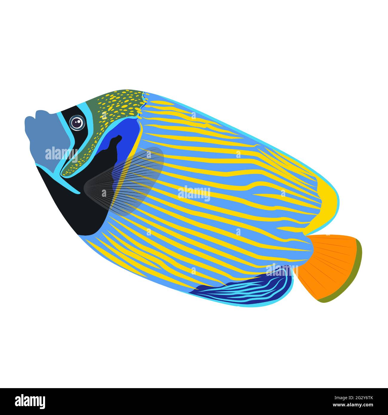 Emperor angelfish Pomacanthus imperator on white, sea animal wildlife ...