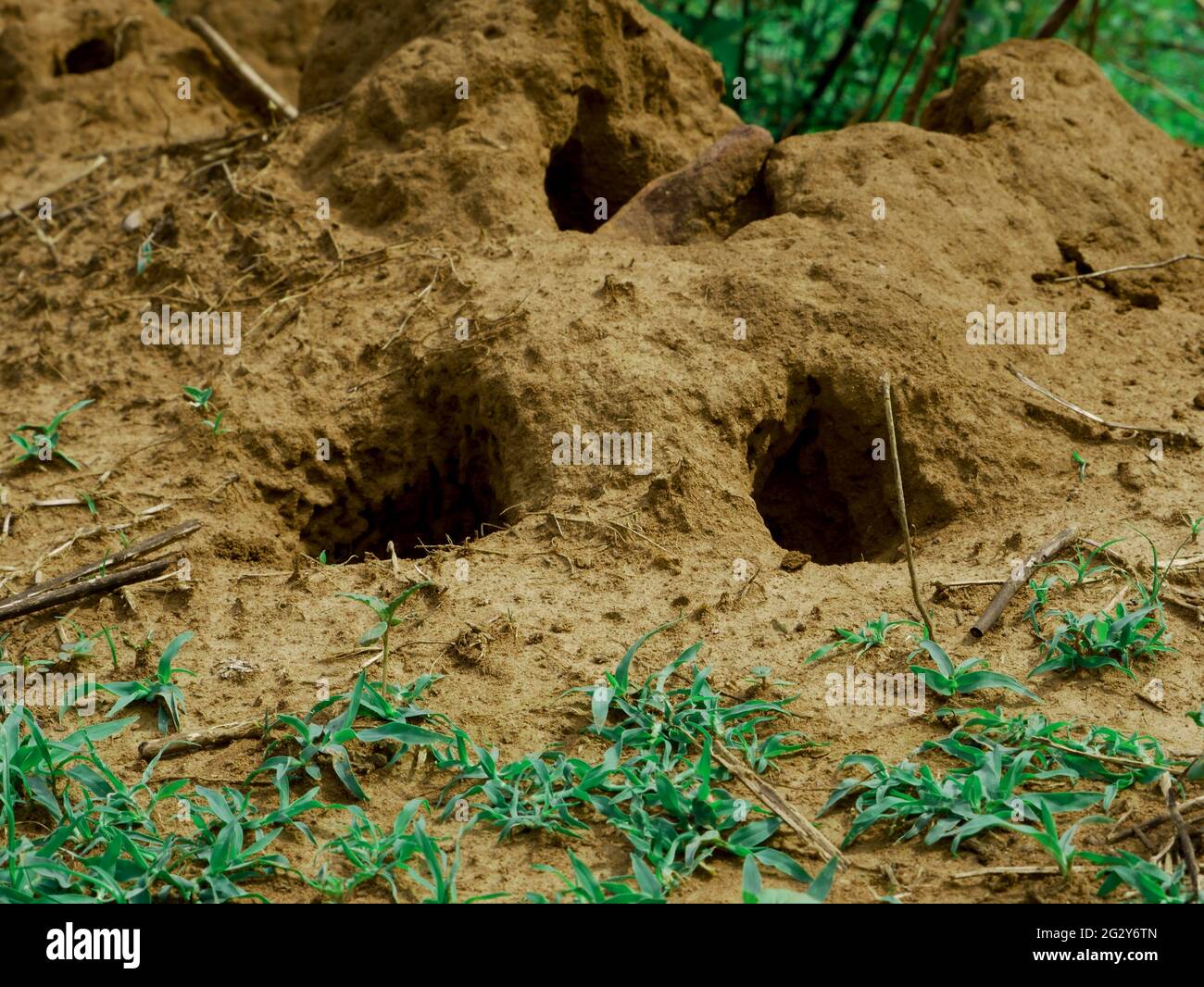 Snake places soil hole presented around forest field closeup view Stock ...