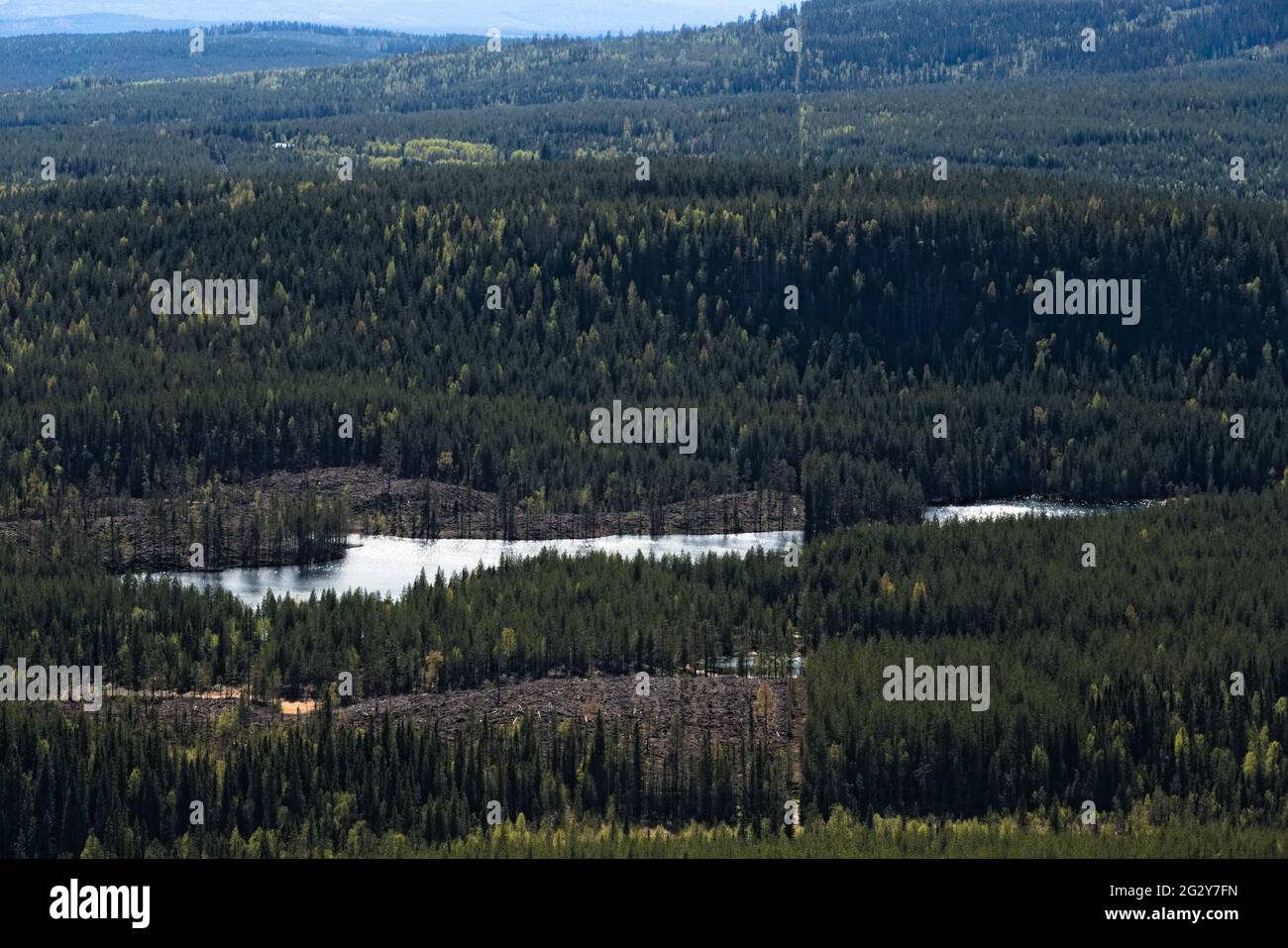 Swedish forest and lake divided by a straight trail Stock Photo - Alamy