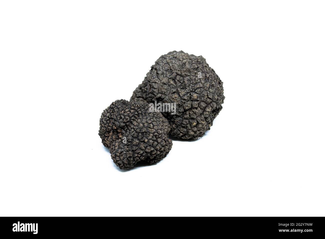 pair of black truffles, tuber aestivum, photographed on a white ...