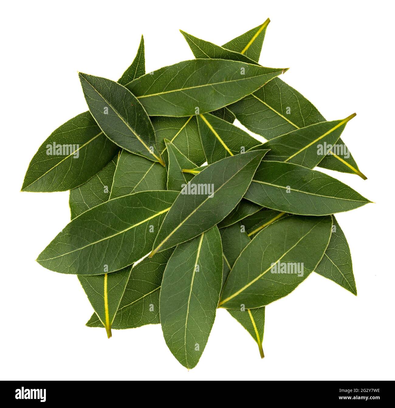 Fresh bay leaves isolated on white background, top view Stock Photo - Alamy