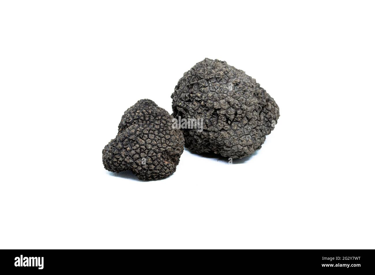 pair of black truffles, tuber aestivum, photographed on a white ...