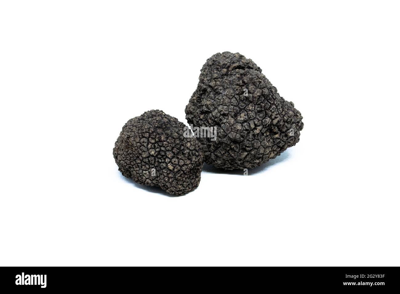 pair of black truffles, tuber aestivum, photographed on a white ...