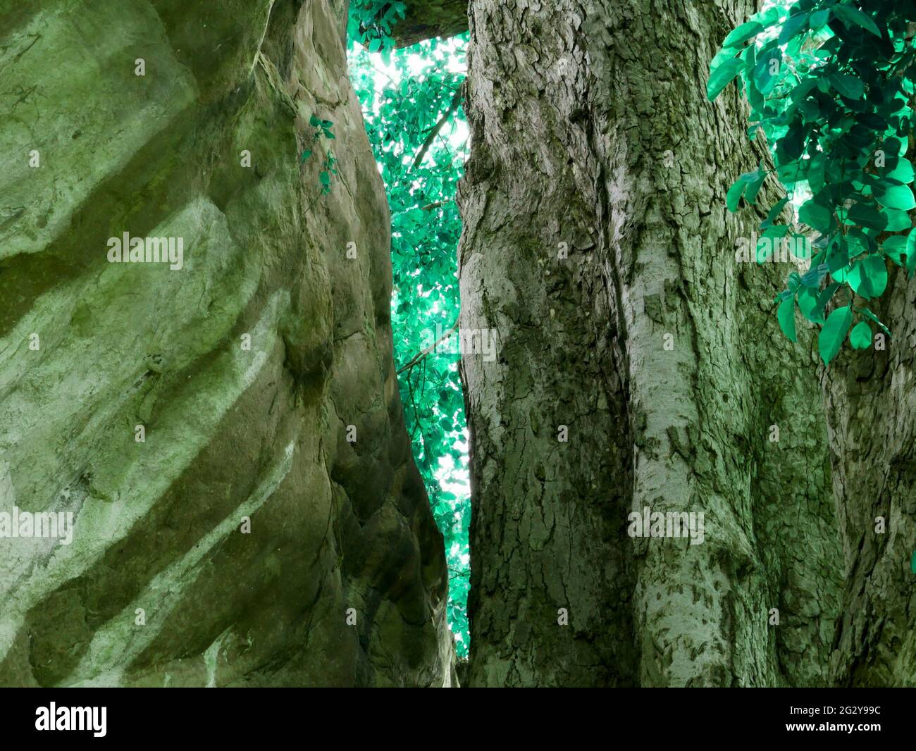 Tree with stone rock natural image beautiful framework Stock Photo - Alamy