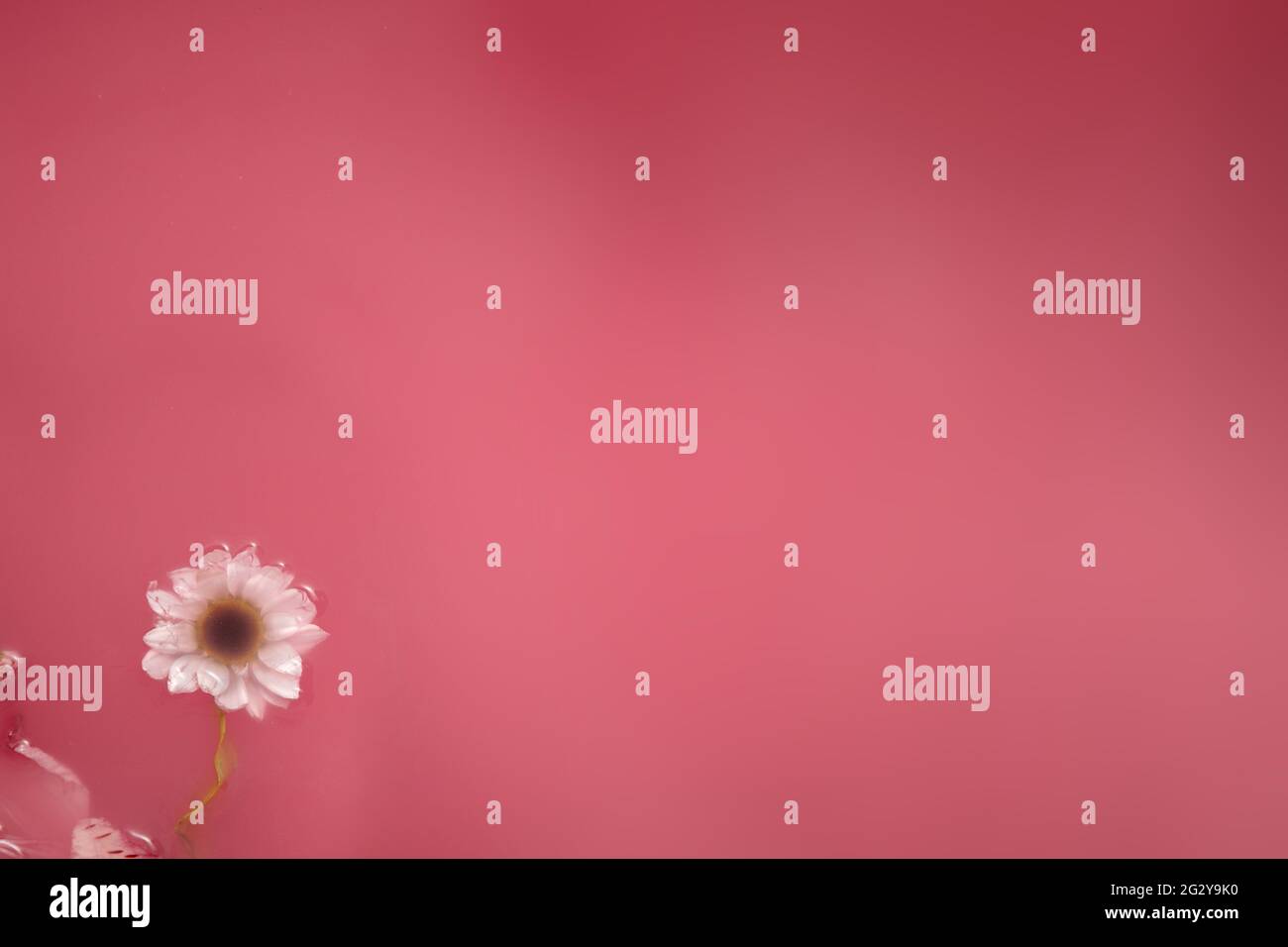pink background. photo of a pink water surface with a flower floating ...