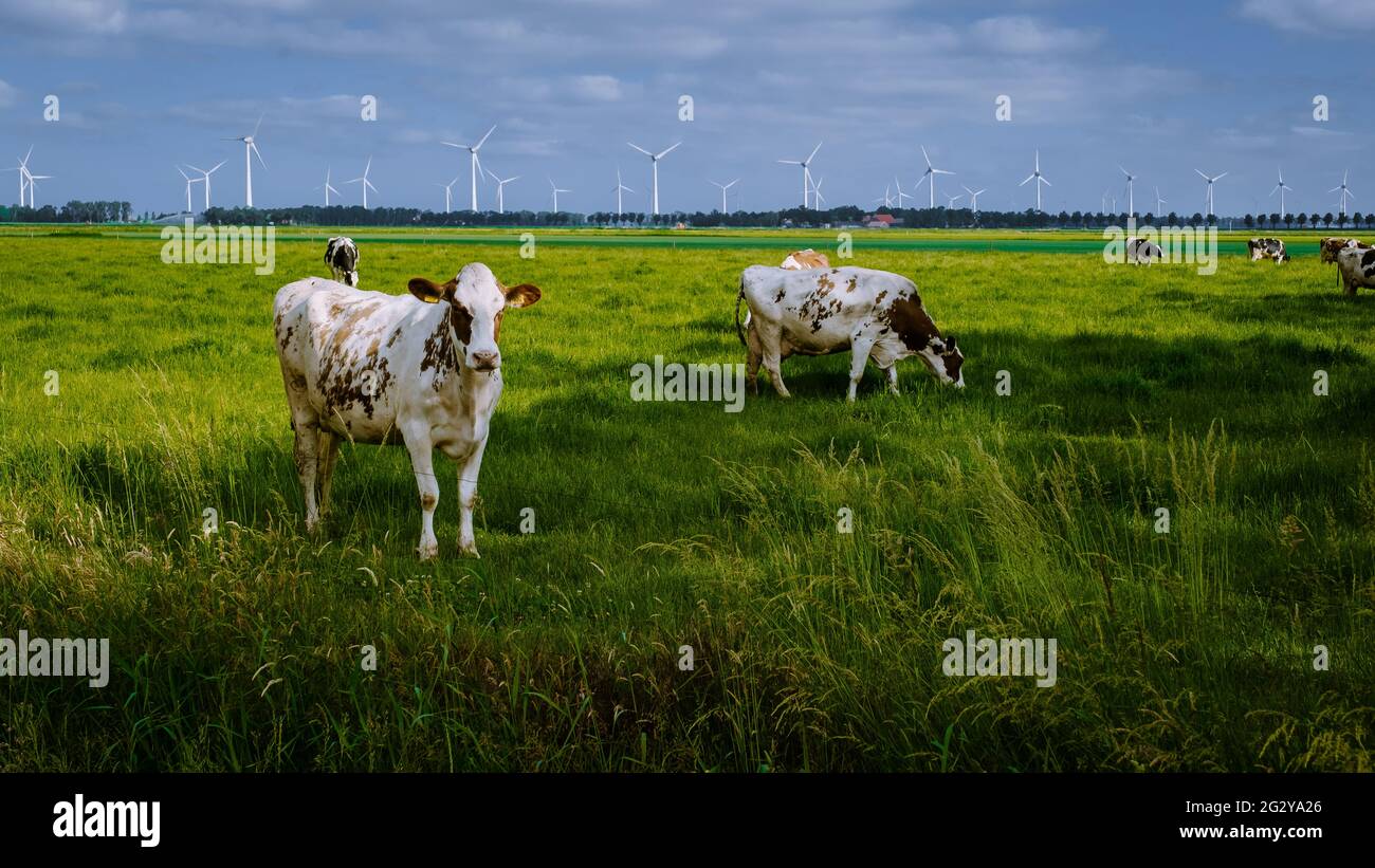Dutch Brown and White cows, Urk Netherlands,Black and white cows in a ...