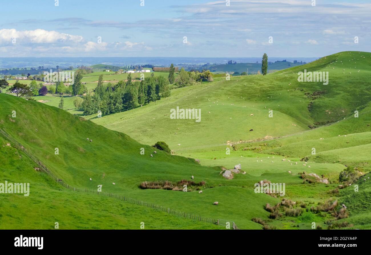 New zealand waikato matamata hi-res stock photography and images - Alamy
