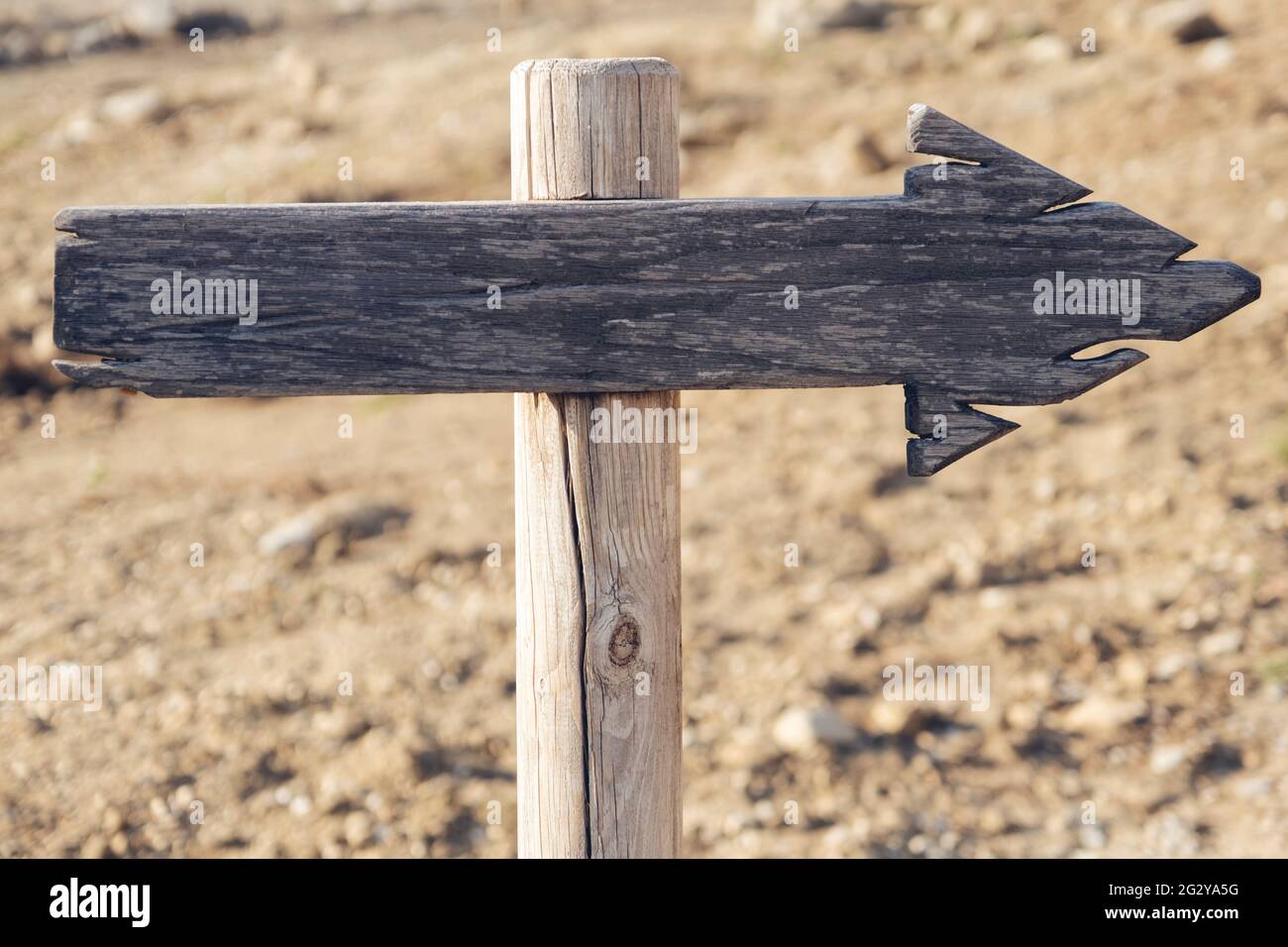 Wooden sign with arrow in stand in the forest under a tree. The concept ...