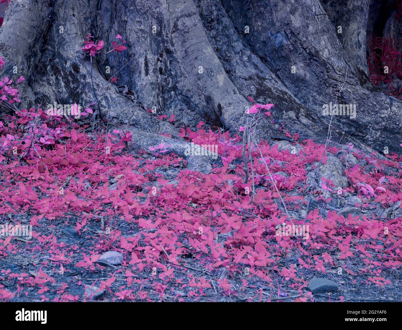 Pink color leaves on forest field with tree roots place nature shot ...
