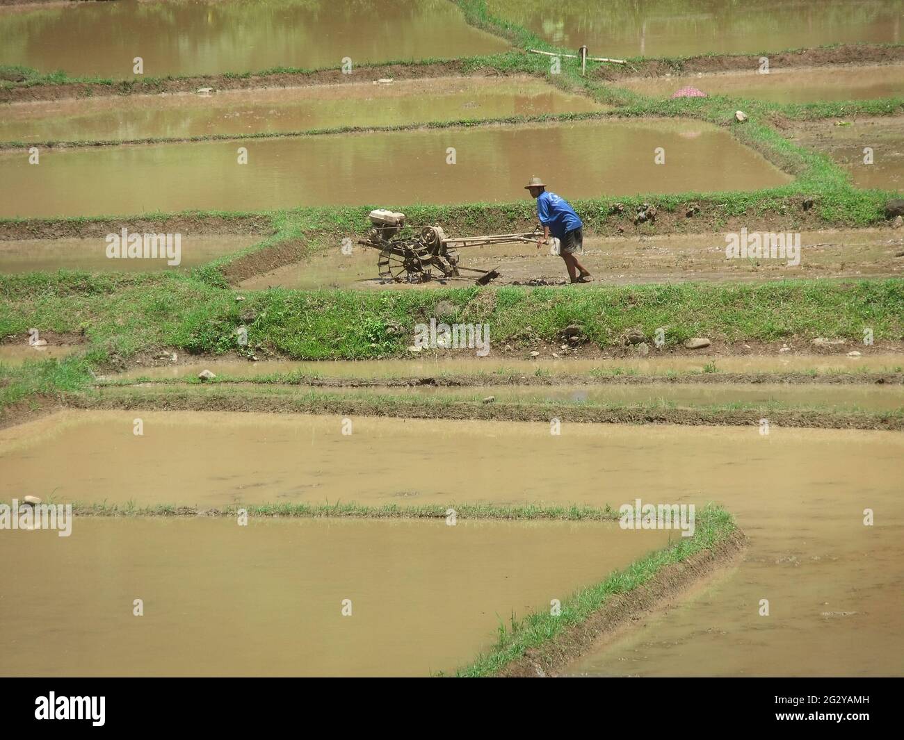 A Farmer Ploughing his Rice Fields in a Karen Village, Mae Hong Son ...