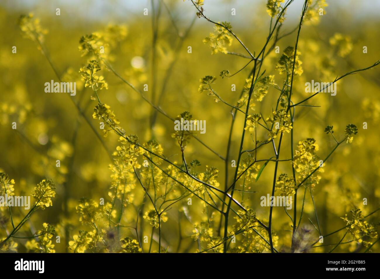 Sunlight on wild mustard hi-res stock photography and images - Alamy