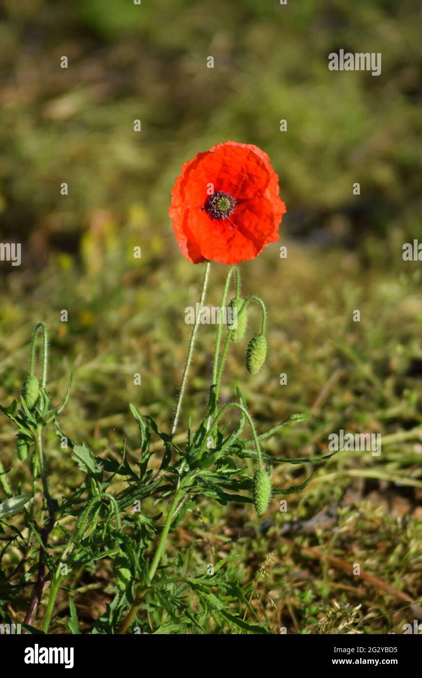 Single Wild Poppy Stock Photo - Alamy