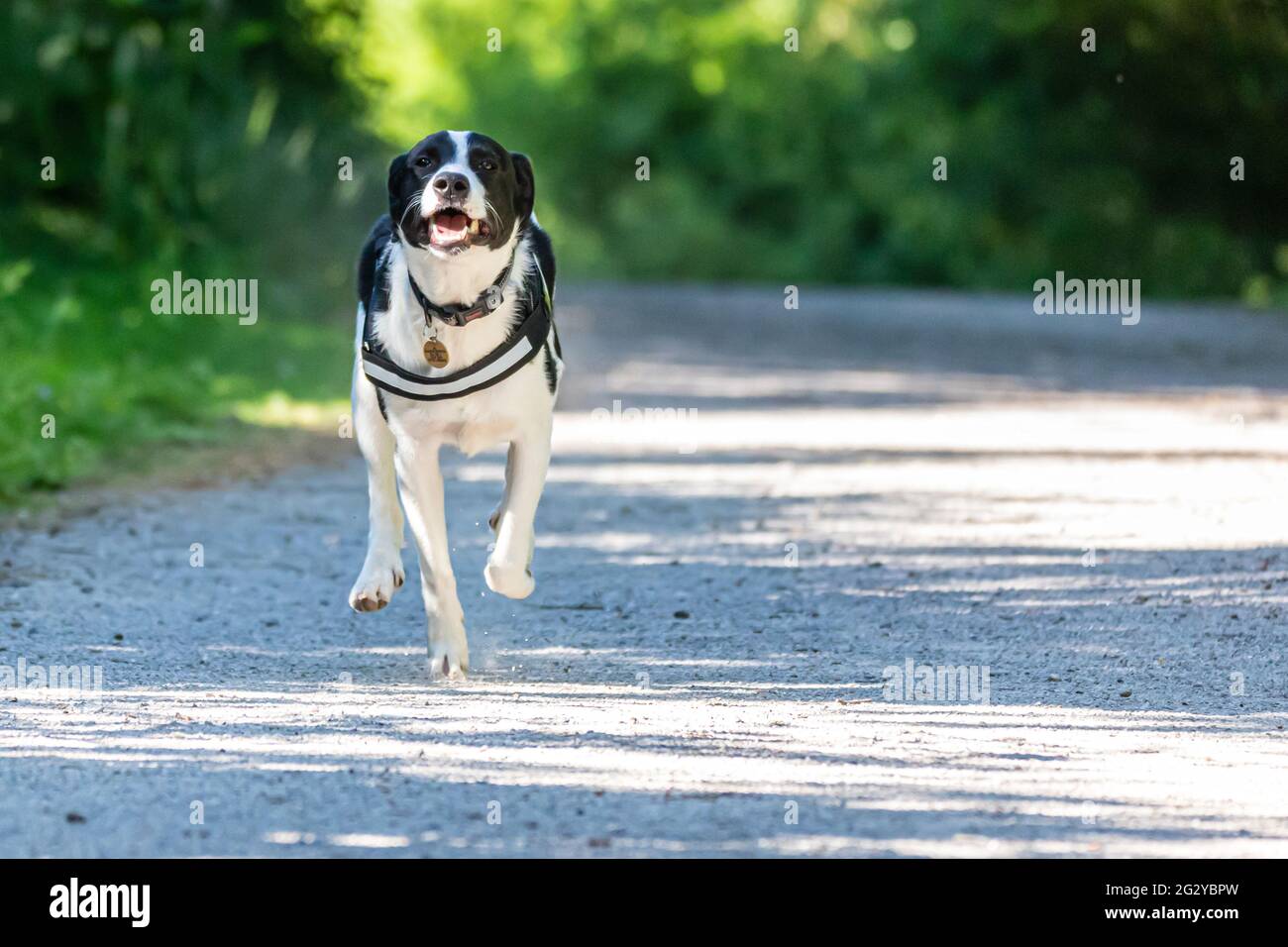 Lab collie mix hi-res stock photography and images - Alamy