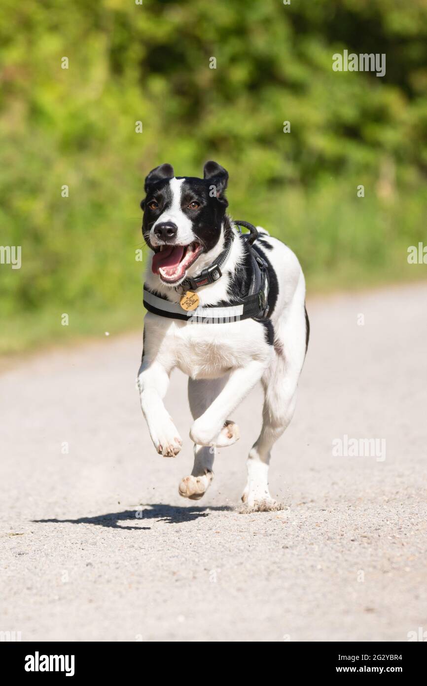 Collie Lab Mix Running Stock Photo - Alamy