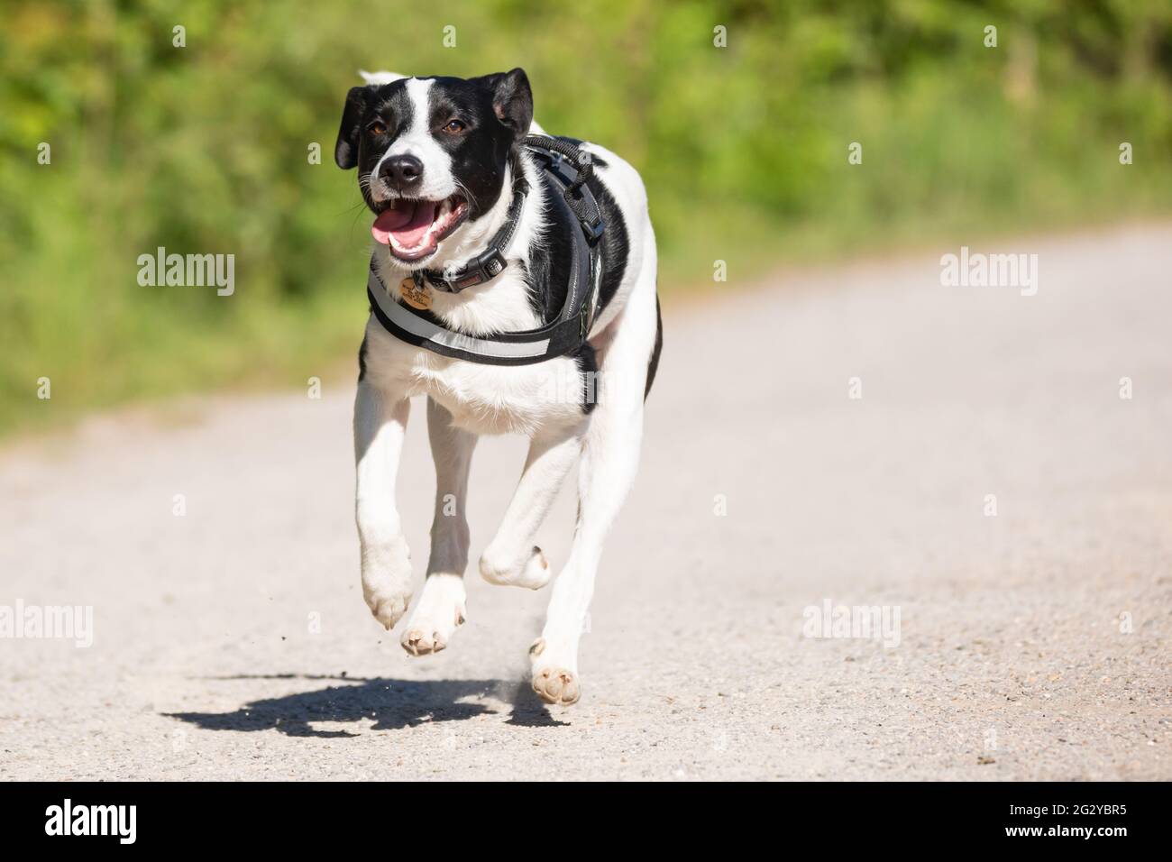 Collie Lab Mix Running Stock Photo - Alamy