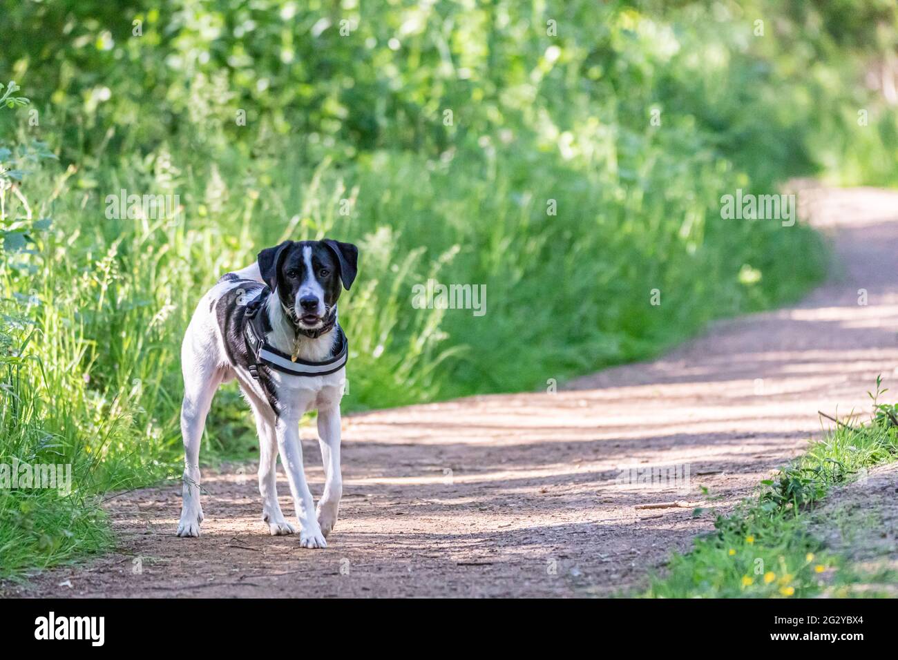 Collie Lab Dog Stock Photo - Alamy