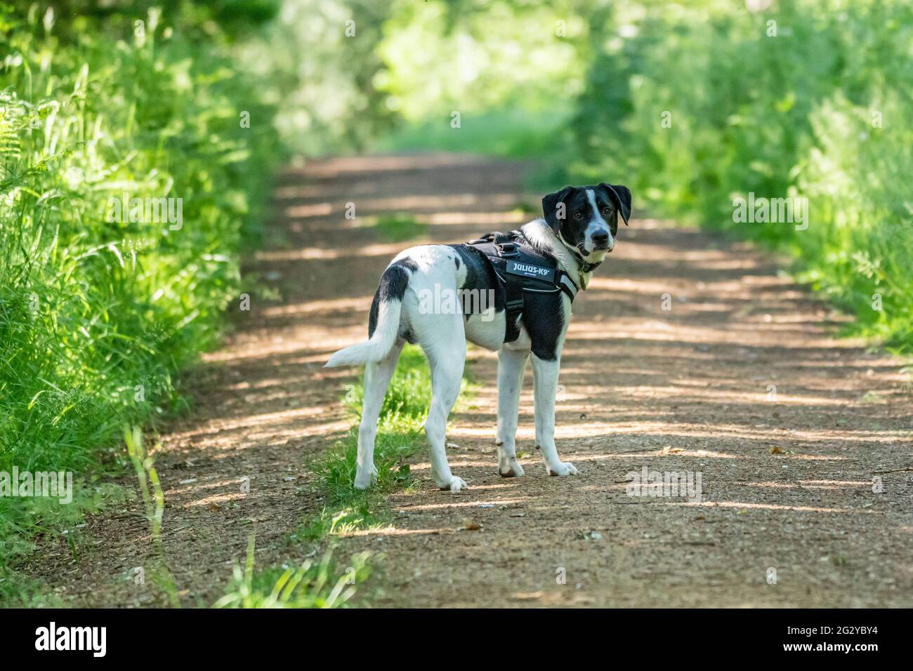 Collie Lab Dog Stock Photo - Alamy