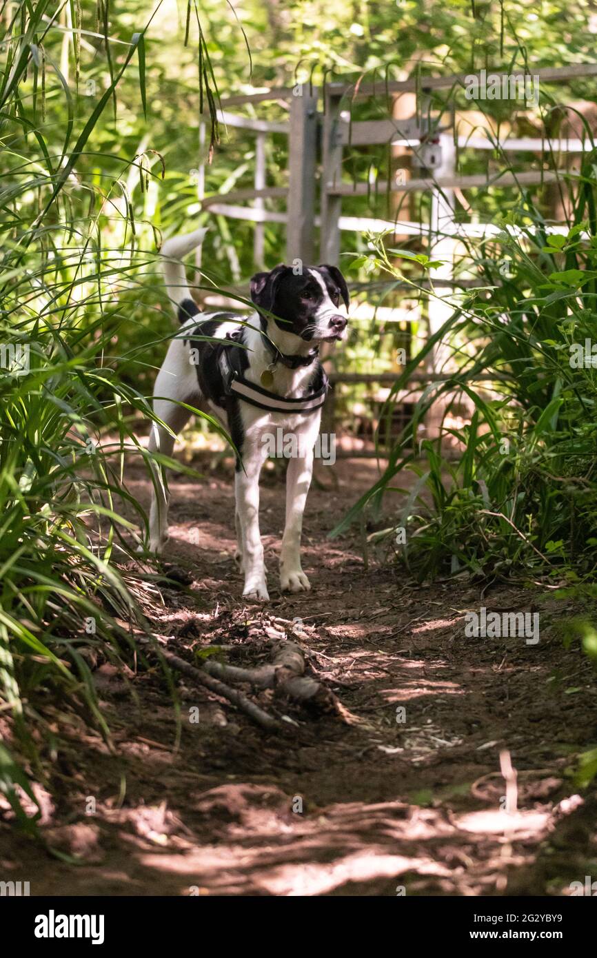 Lab dog hi-res stock photography and images - Alamy