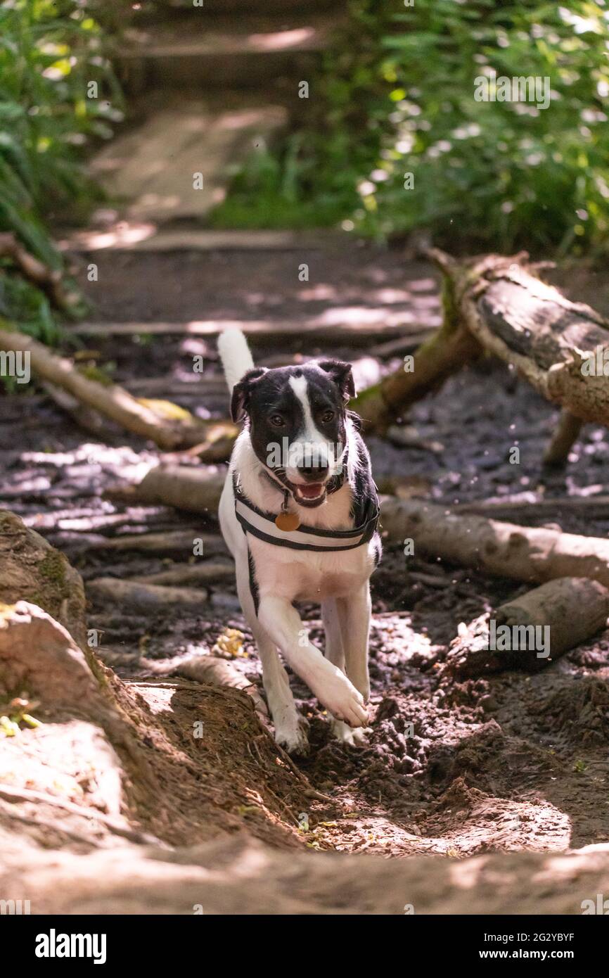 Lab dog hi-res stock photography and images - Alamy