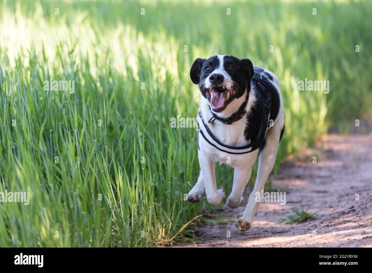 Collie Lab Mix Running Stock Photo - Alamy