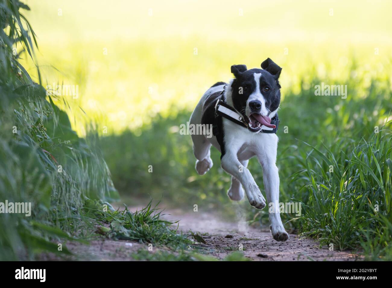 Collie lab mix hi-res stock photography and images - Alamy