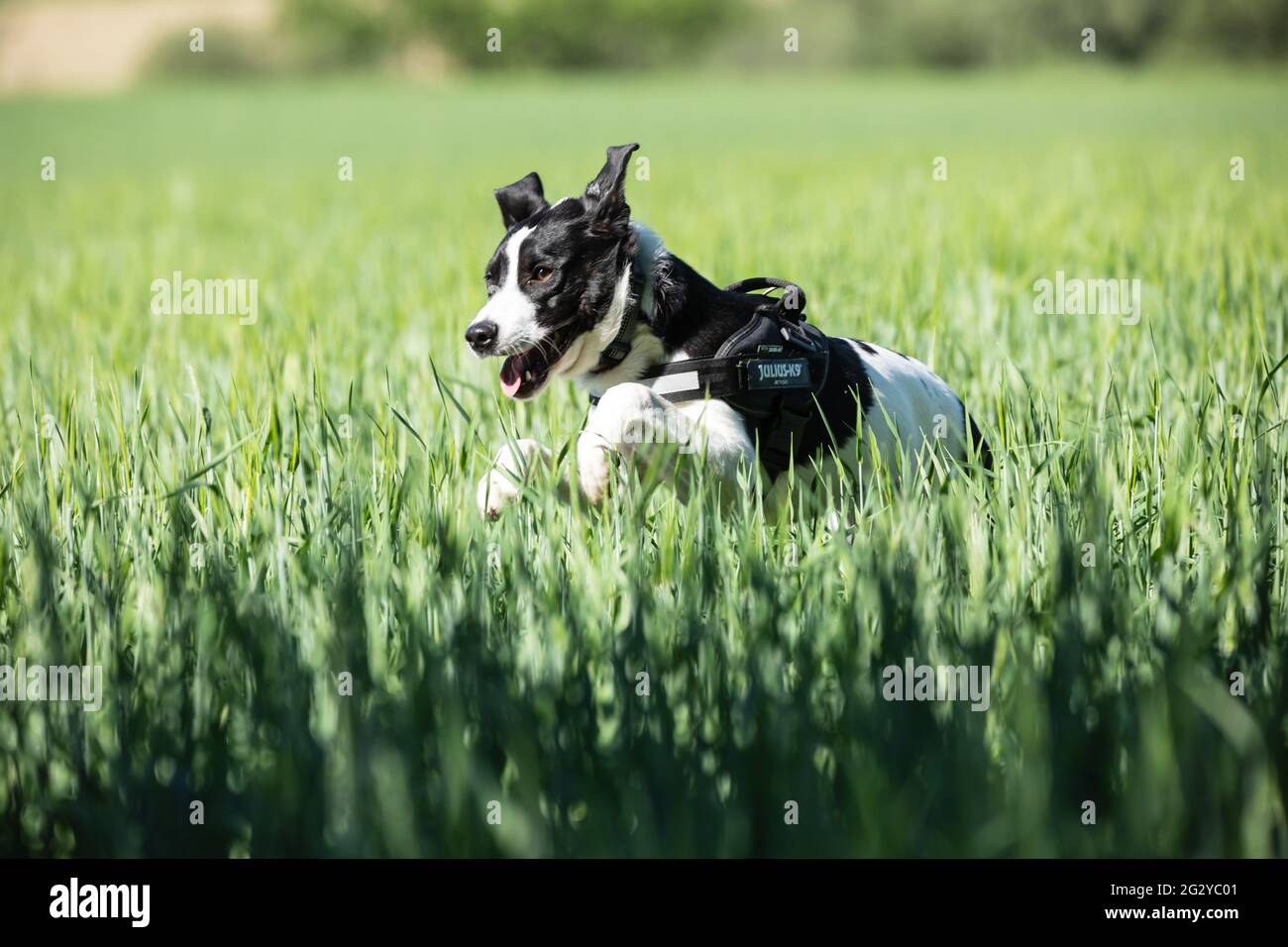 Lab mix hi-res stock photography and images - Alamy