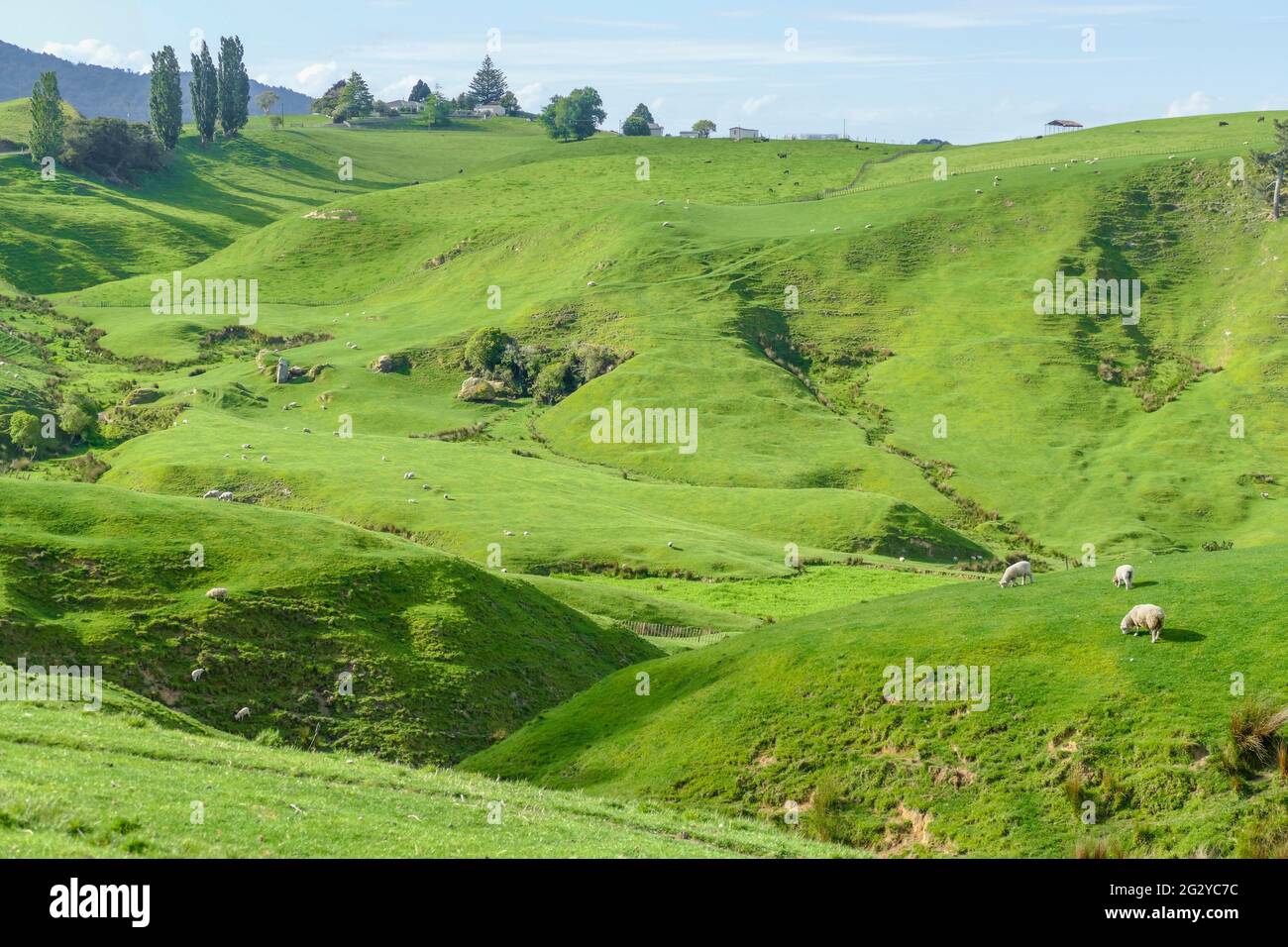 Waikato region sheep hi-res stock photography and images - Alamy