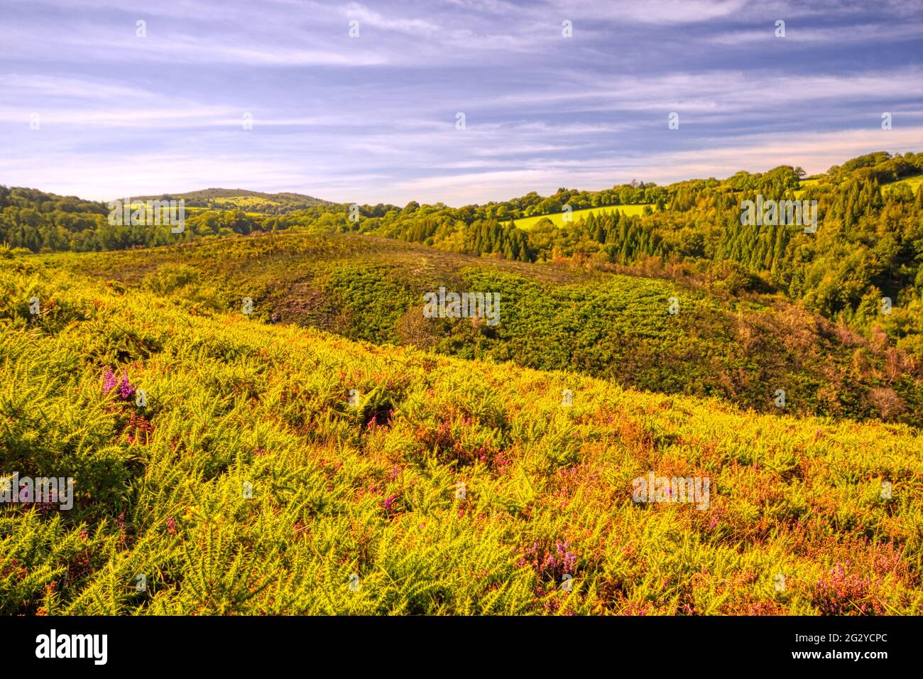 The Dartmoor Scene, Devon Stock Photo - Alamy