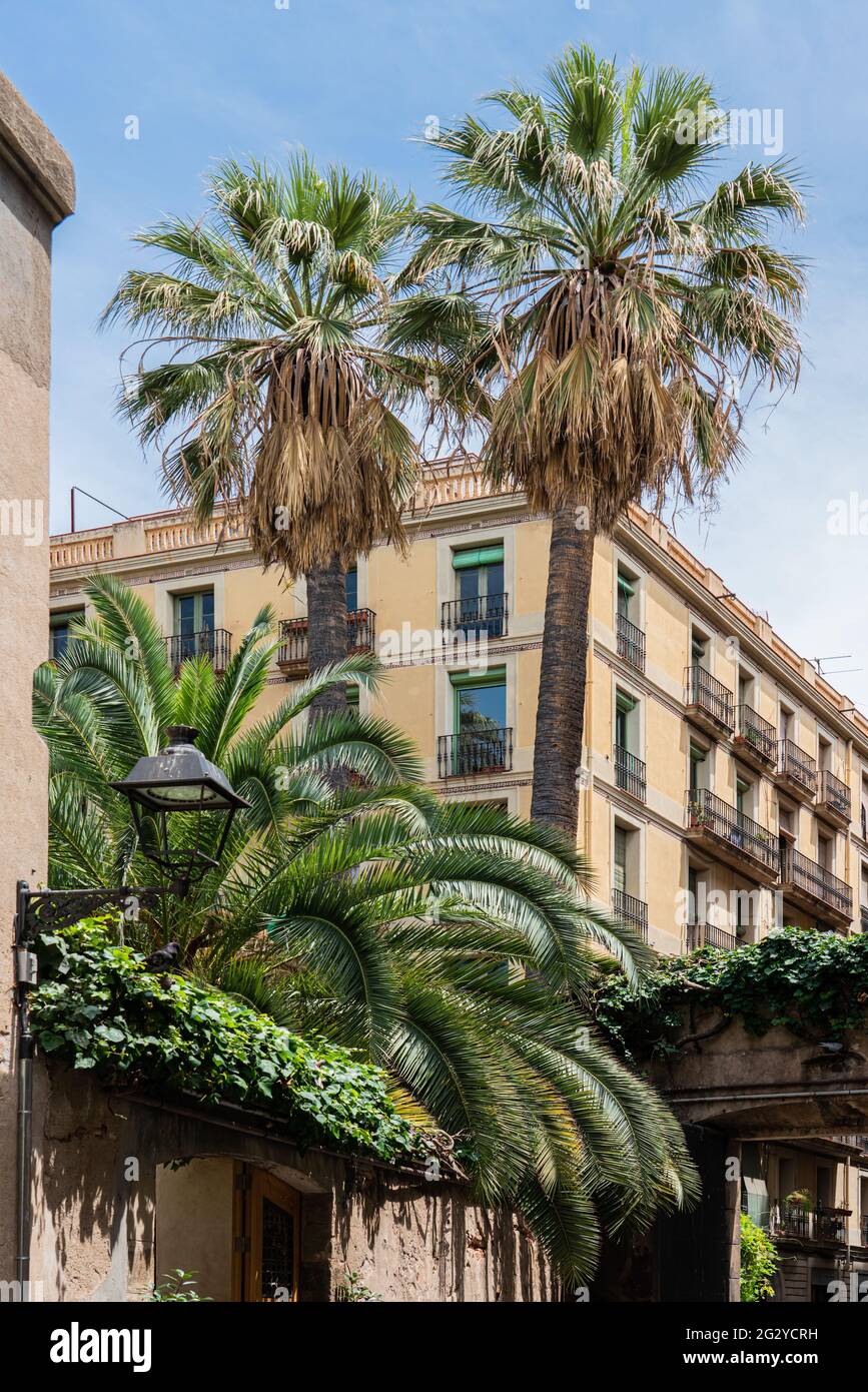 Palm Trees In Barcelona City, Spain Stock Photo - Alamy