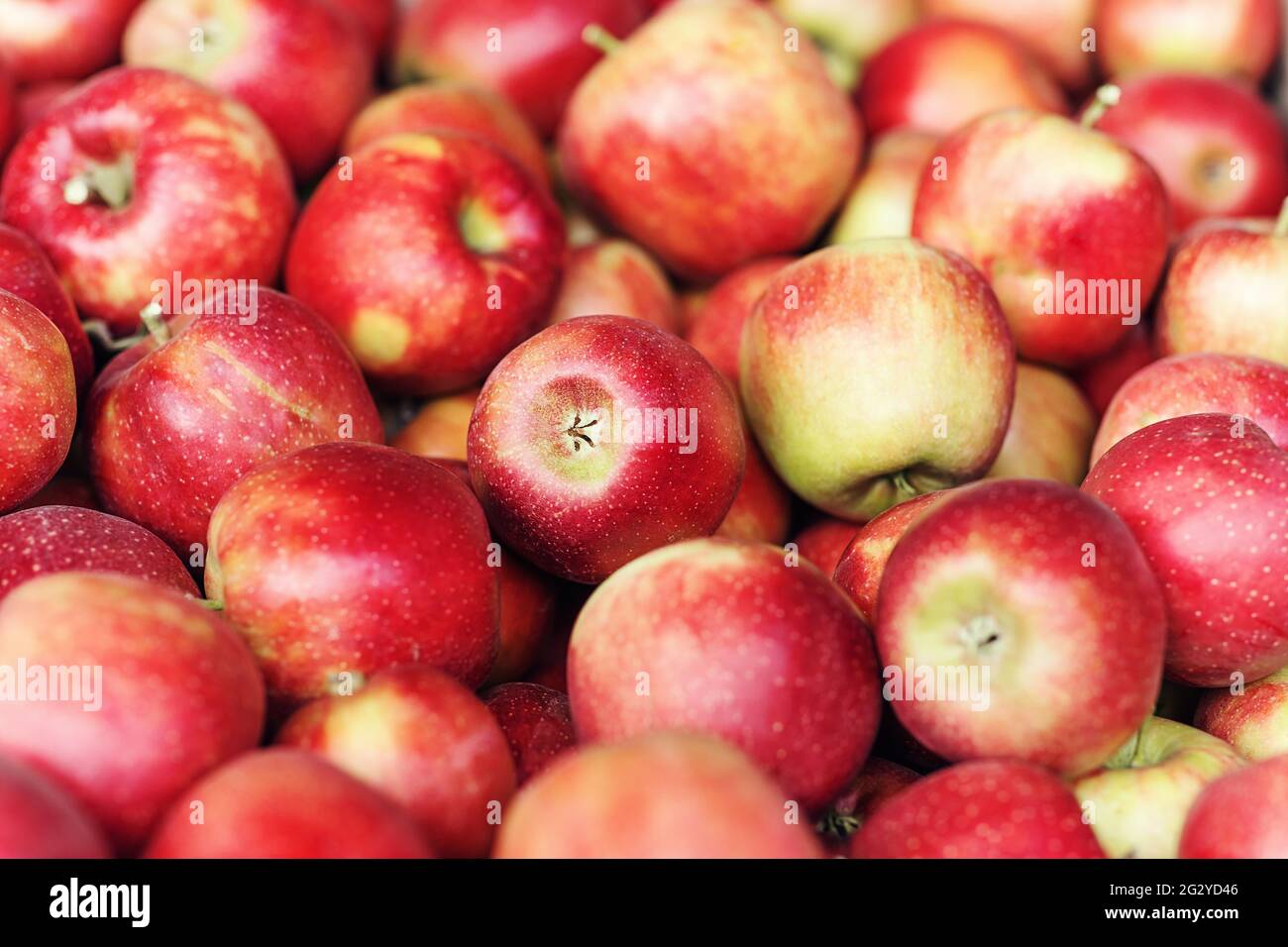 Harvest of delicious eco fruits, sale in market and shop Stock Photo ...