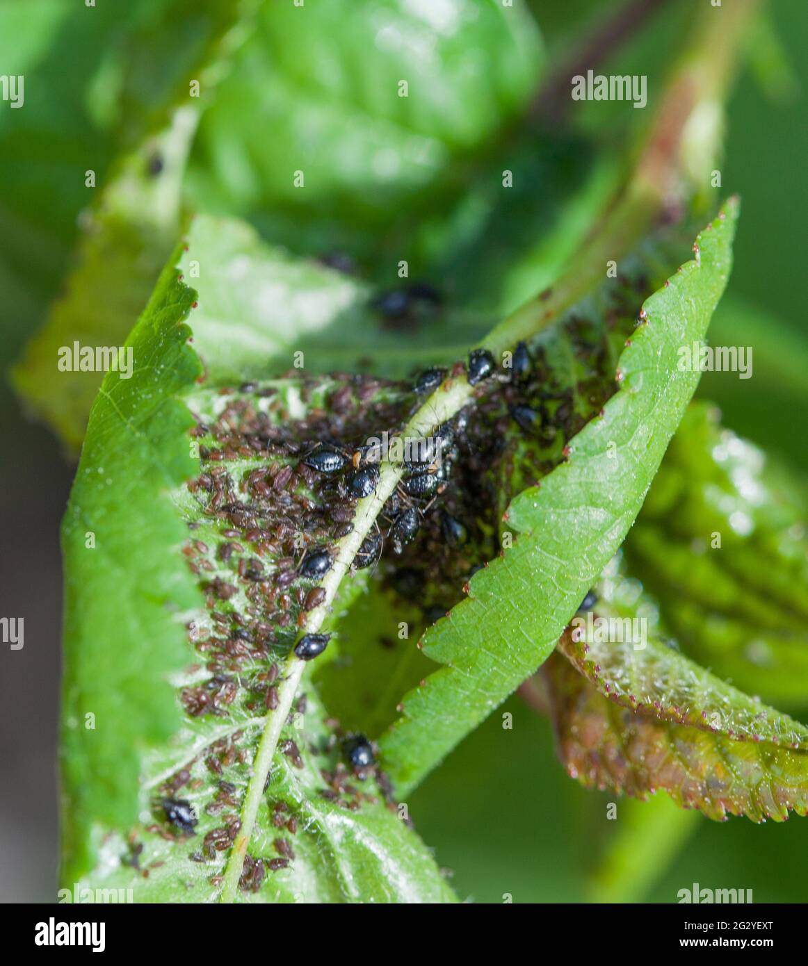 APHID on backside of a leaf aphidoidea Stock Photo - Alamy