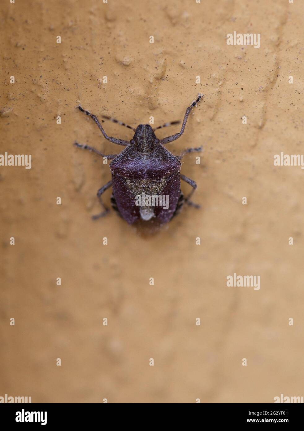 Shield bugs hi-res stock photography and images - Alamy