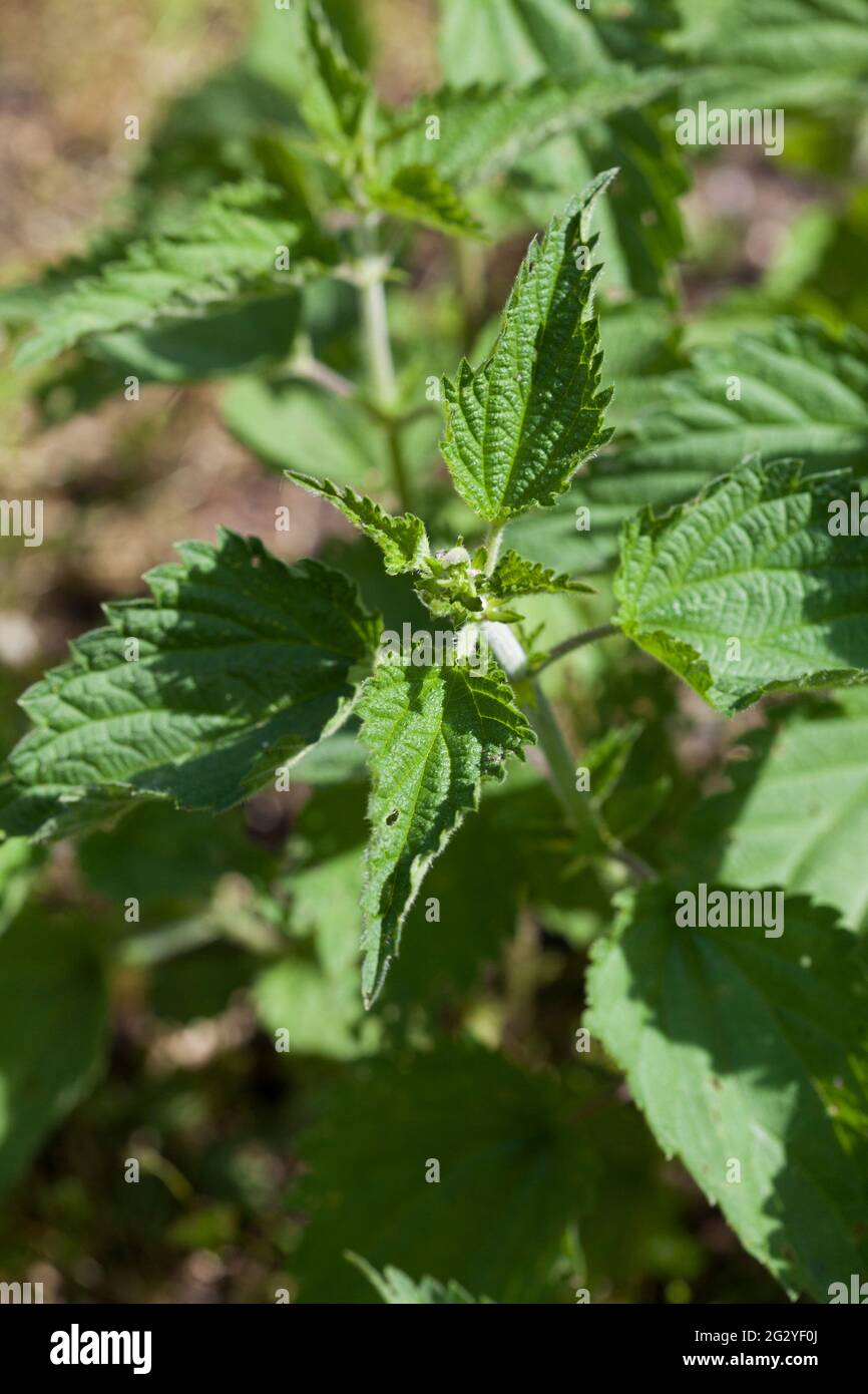 URTICA DIOICA common nettle Stock Photo - Alamy