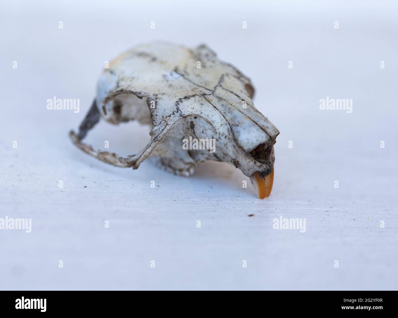 SKULL of mouse Stock Photo - Alamy