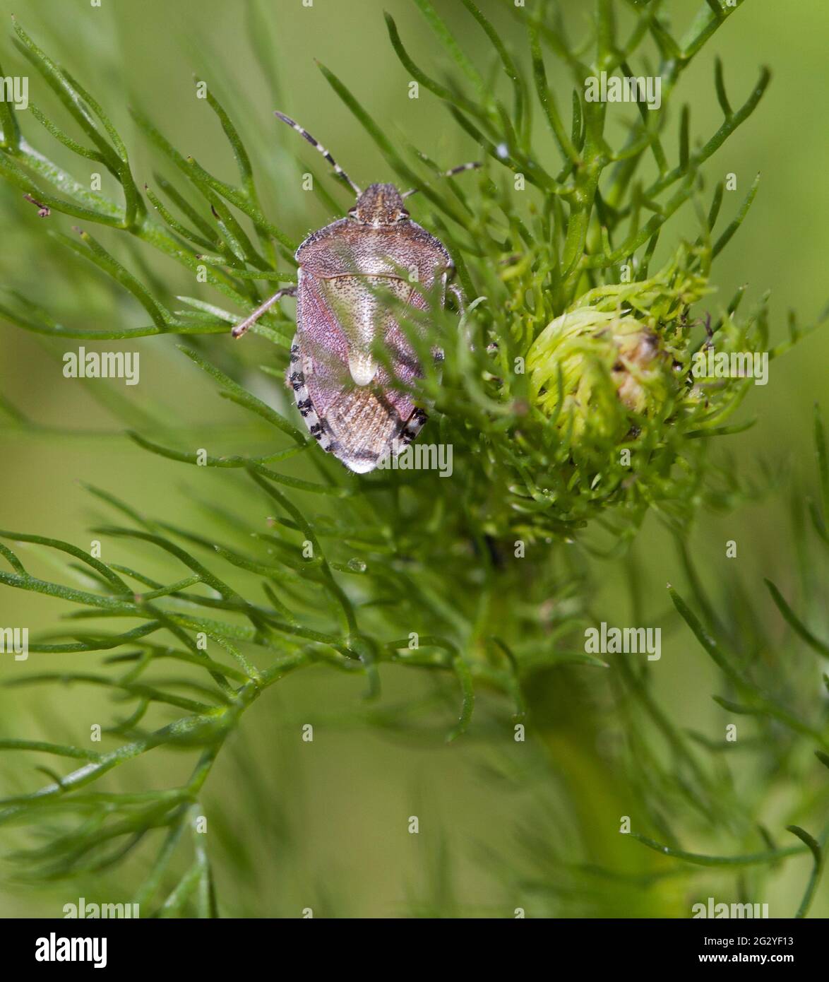 PENTATOMIDAE shield bugs Stock Photo - Alamy