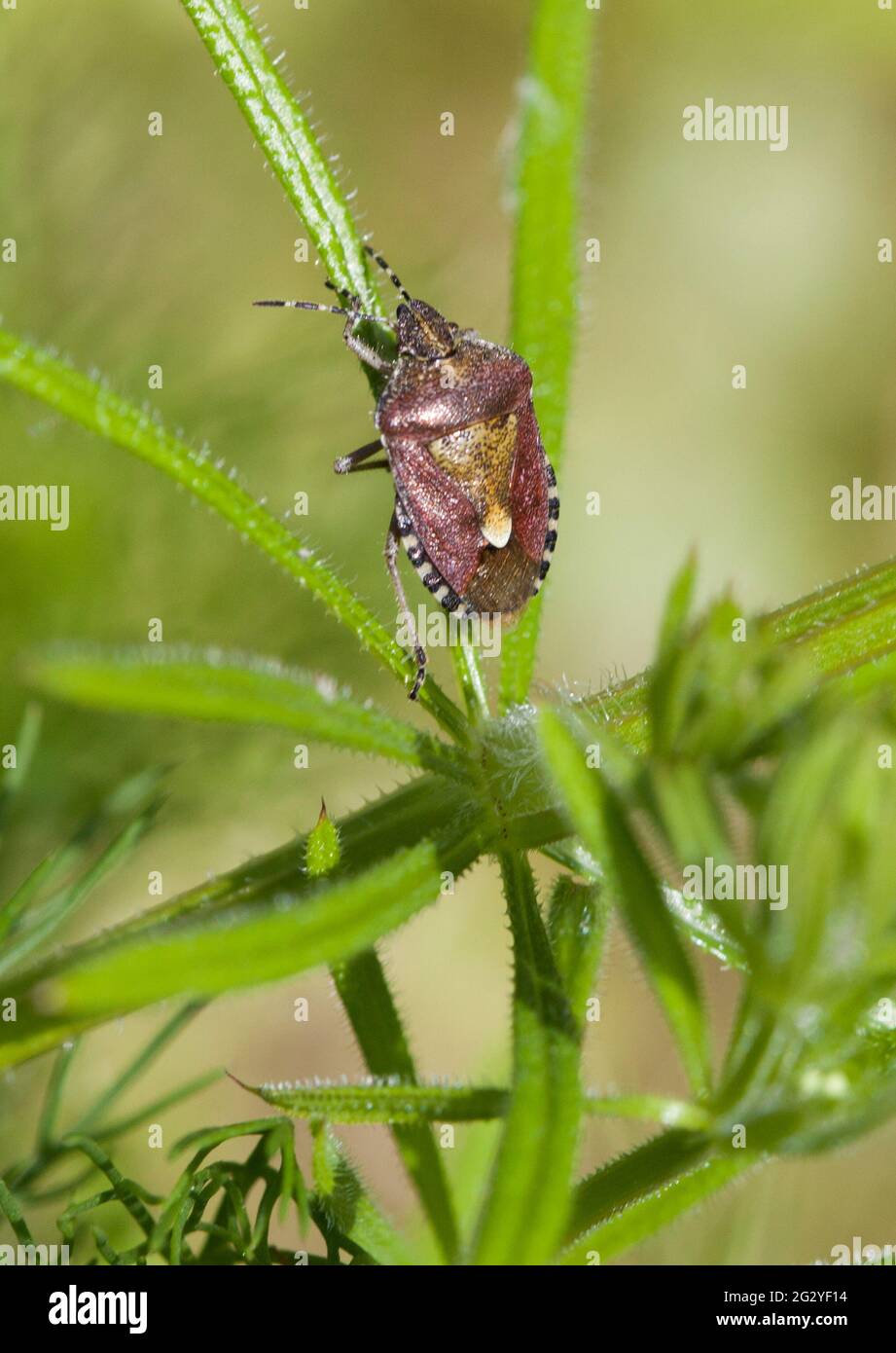 Pentatomidae hi-res stock photography and images - Alamy