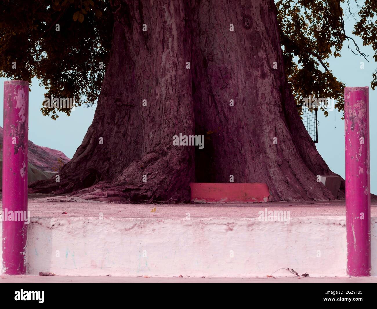 Religious tree on center frame shot at hill station Stock Photo - Alamy