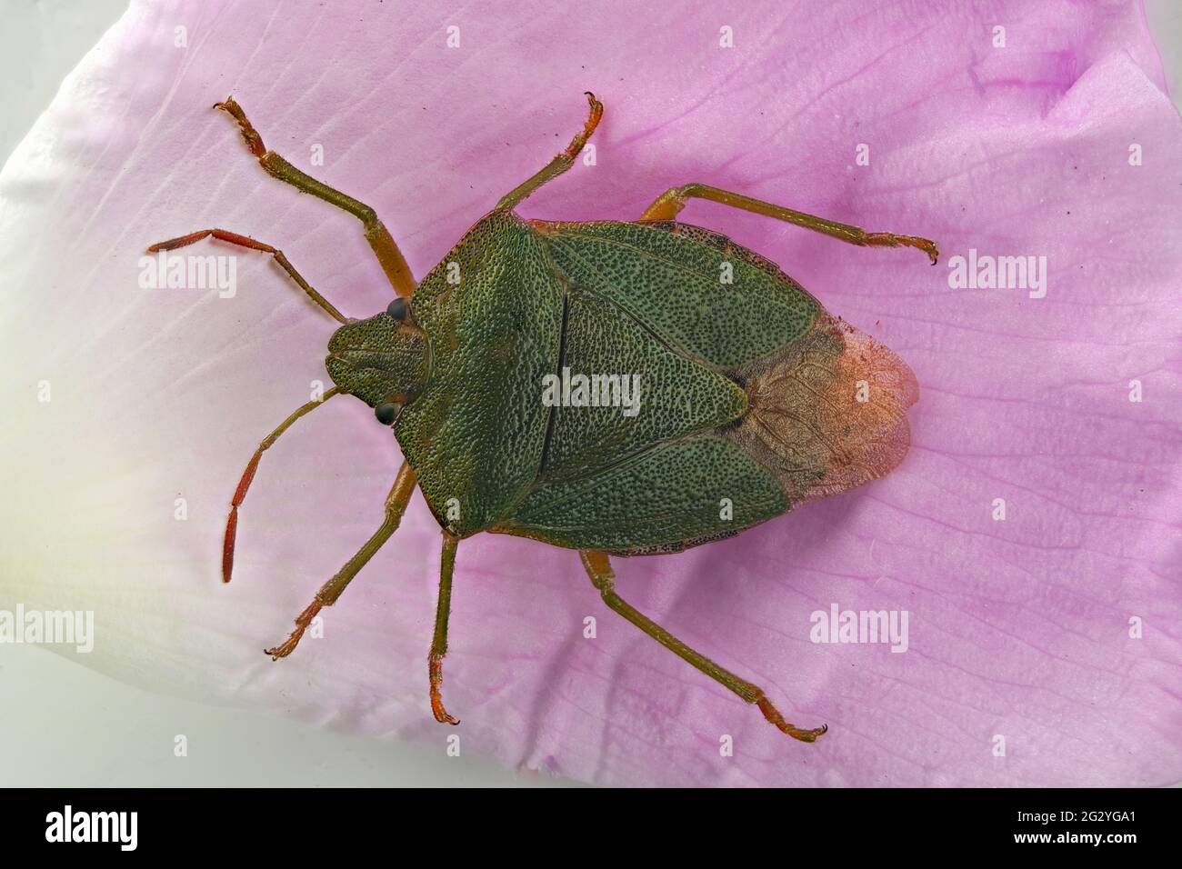The green stink bug Stock Photo - Alamy