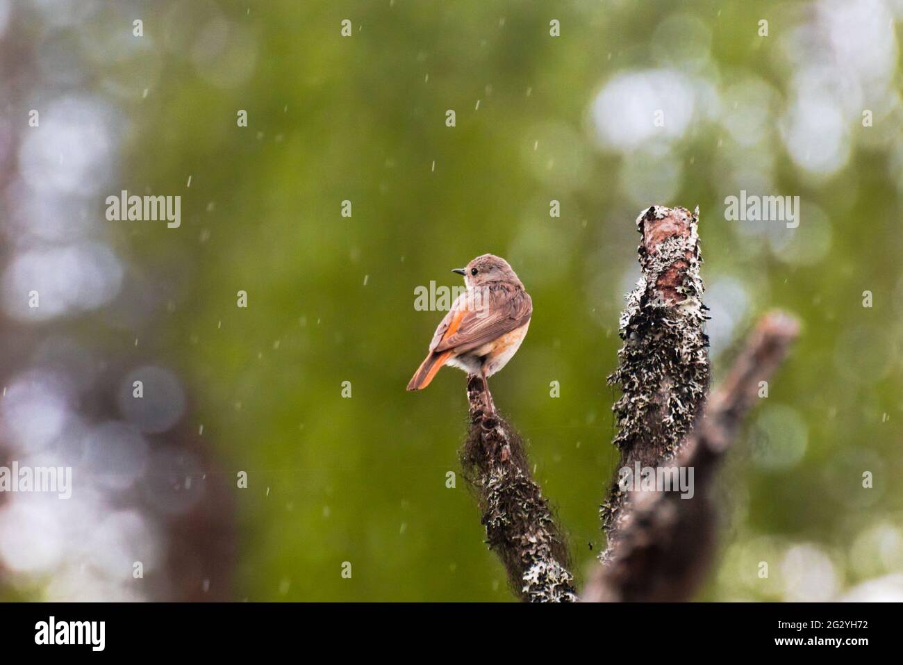 Female common redstart (Phoenicurus phoenicurus) sitting on a tree in ...