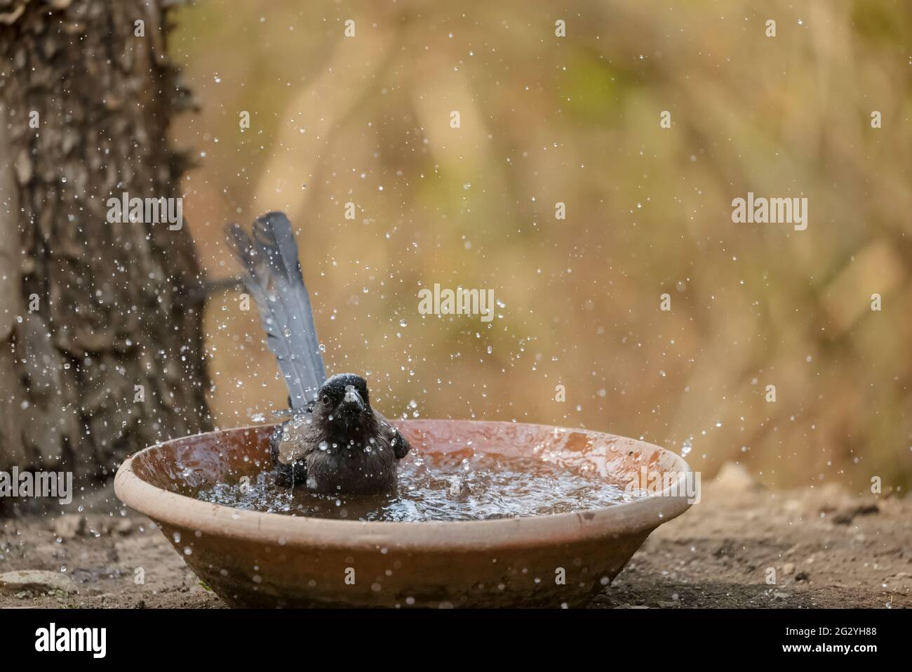 Grey Treepie (Dendrocitta formosae) Bird photographed in Sattal while ...